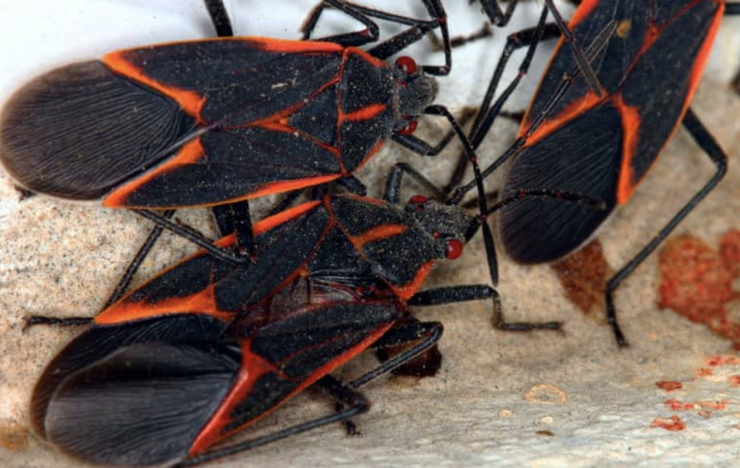 Boxelder Bugs – Pickett Pest Control