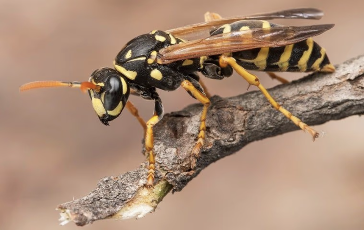 A Handy Wasp Prevention Guide For Your Roosevelt Yard – Pickett Pest ...