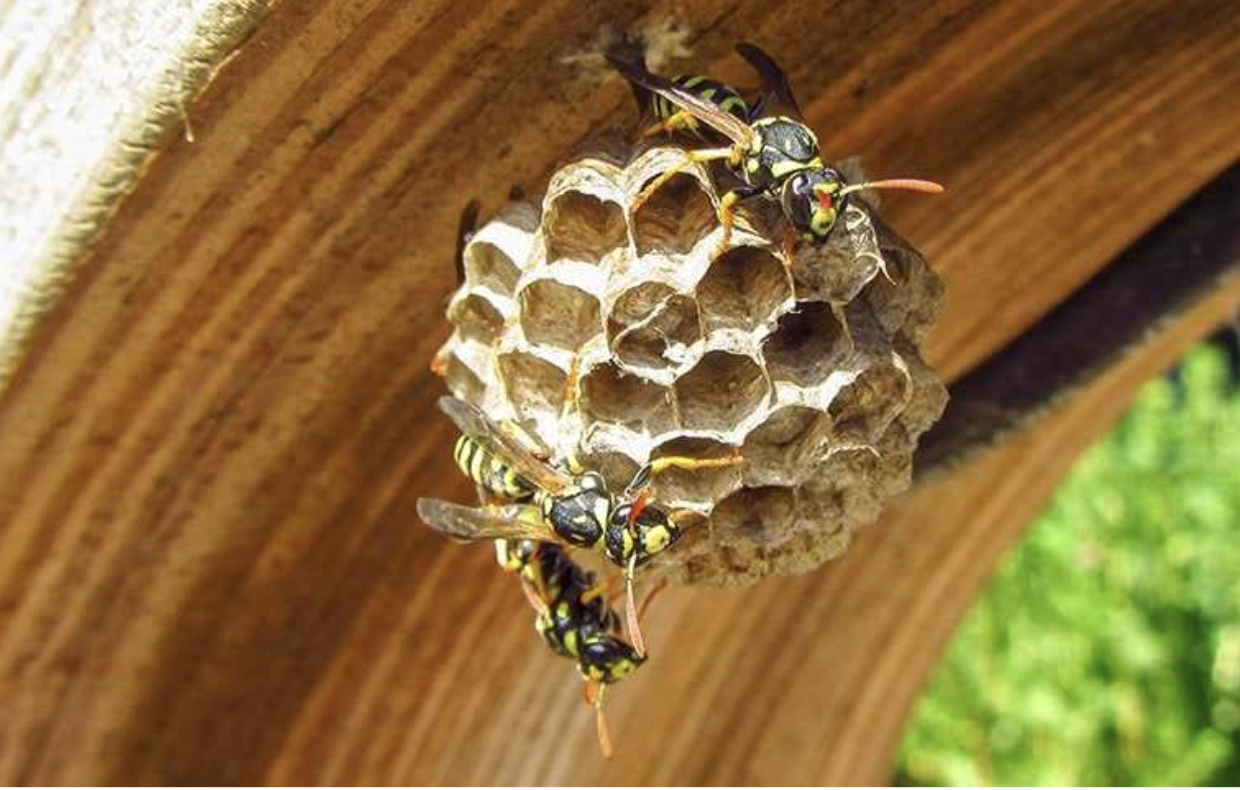 Wasps Hornets. – Pickett Pest Control